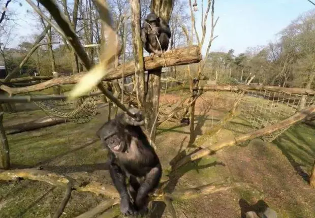 عکس №1 - در باغ وحش، یک میمون با یک هواپیمای بدون سرنشین با یک چوب معمولی برخورد کرد! ویدیو