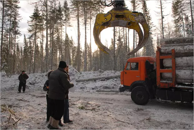 Photo №19 - Siberian chainsaw massacre