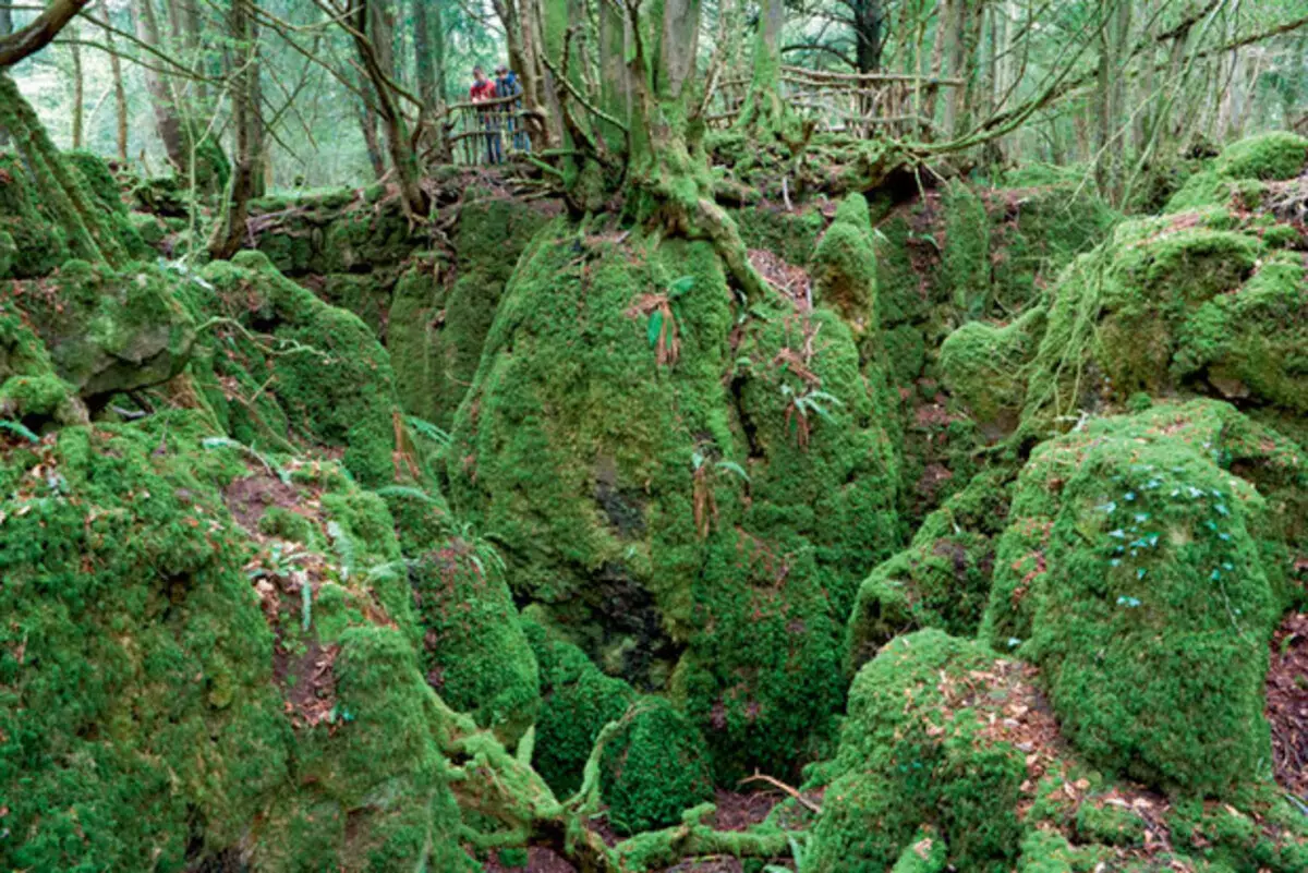 ภาพถ่าย№1 - แนวคิดการพักผ่อน: Puzzlwood, England