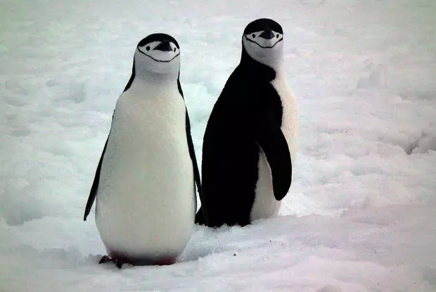 Penguins