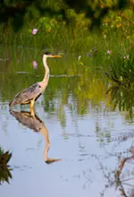Pond bi herons